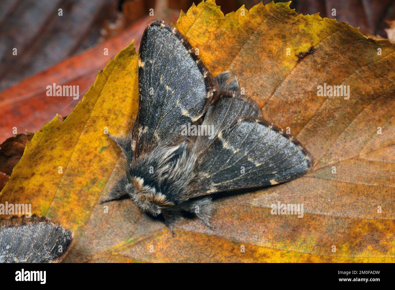 December moth (Poecilocampa populi), on autumn leaf, Germany Stock ...