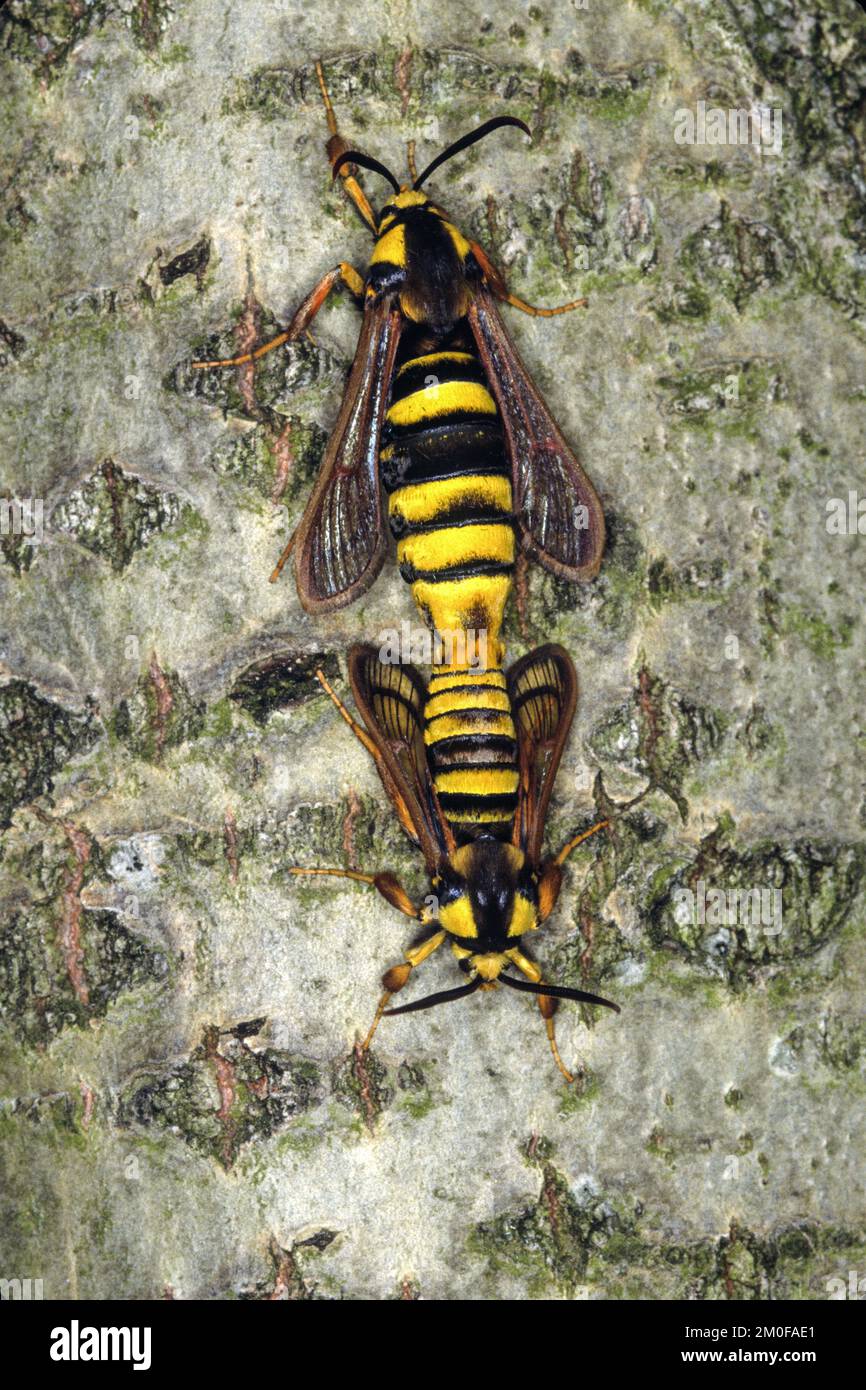 Poplar hornet clearwing, Hornet moth (Aegeria apiformis, Sesia ...