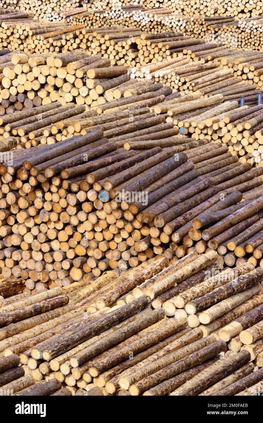 log storage in the sawmill, Austria, Tyrol Stock Photo - Alamy