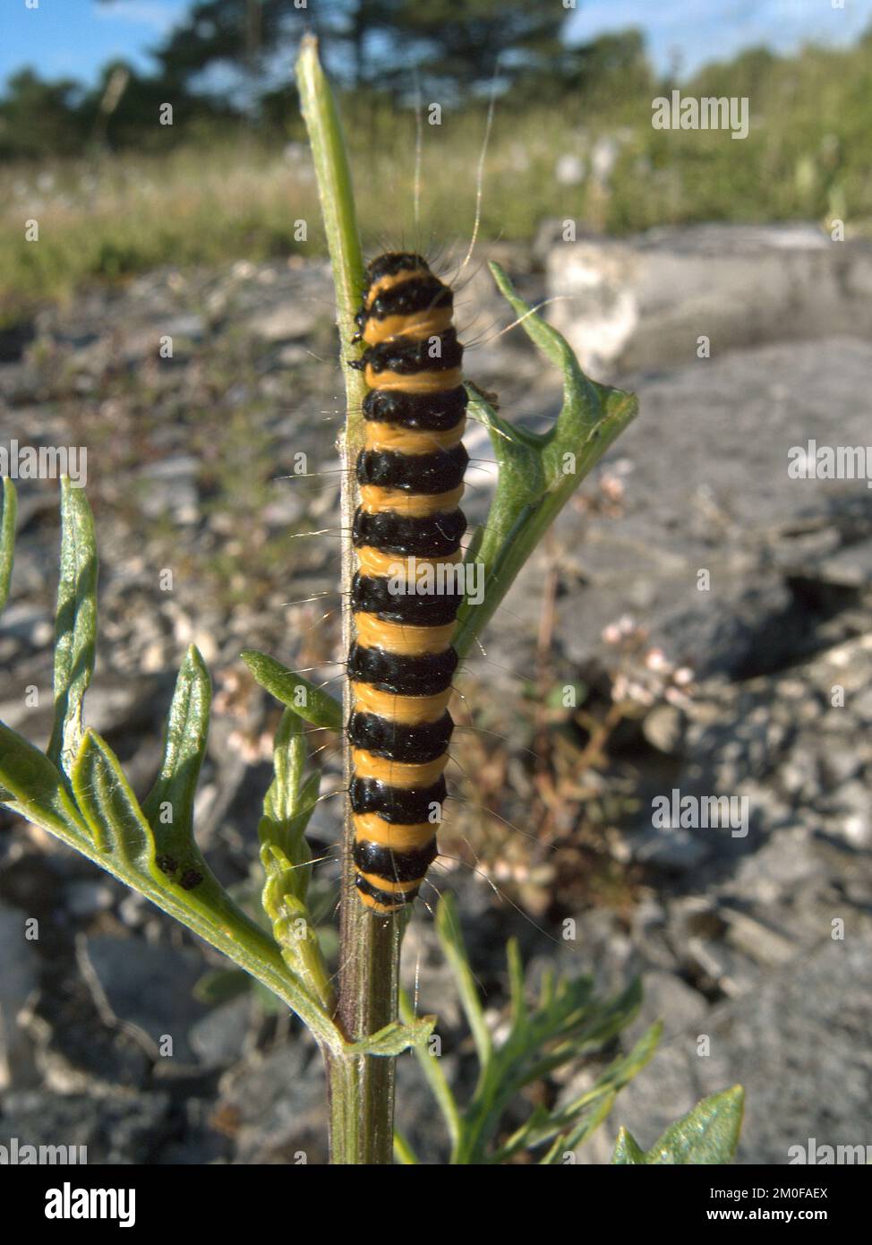 Cinnabar moth (Tyria jacobaeae, Thyria jacobaeae, Hipocrita jacobaeae ...