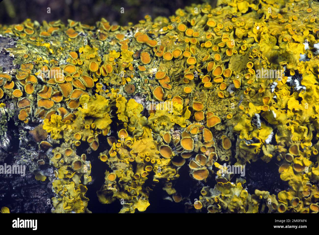 Common orange lichen, Yellow scale, Maritime sunburst lichen, Shore ...