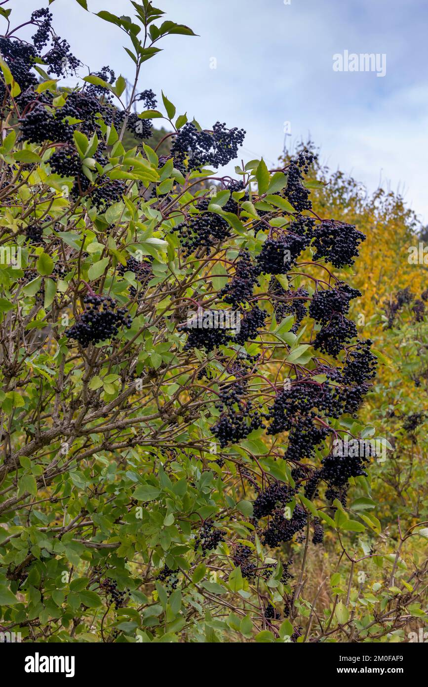 European black elder, Elderberry, Common elder (Sambucus nigra), Elder ...