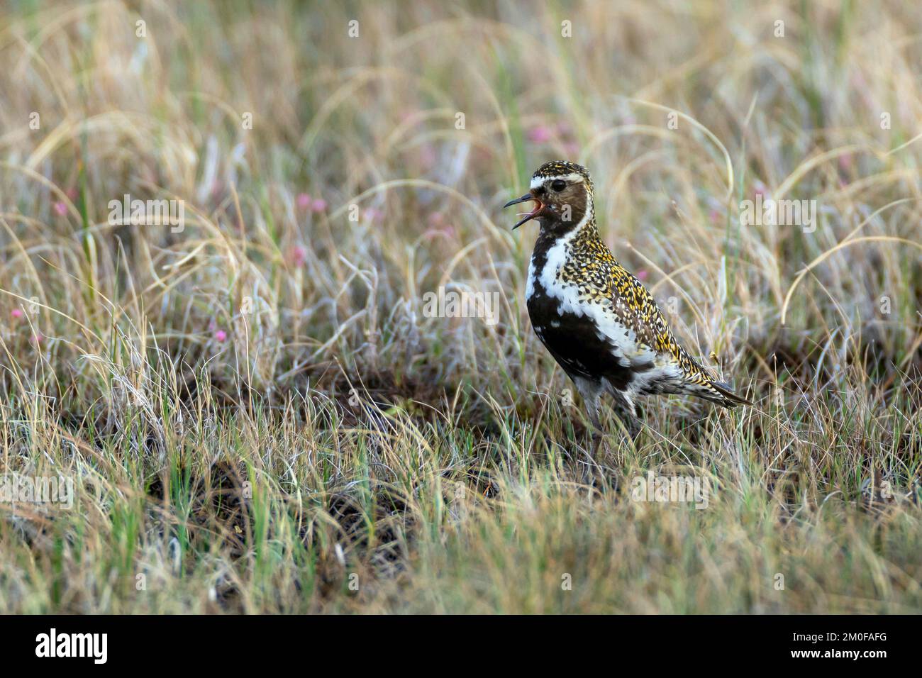 European golden plover (Pluvialis apricaria), in breeding plumage ...