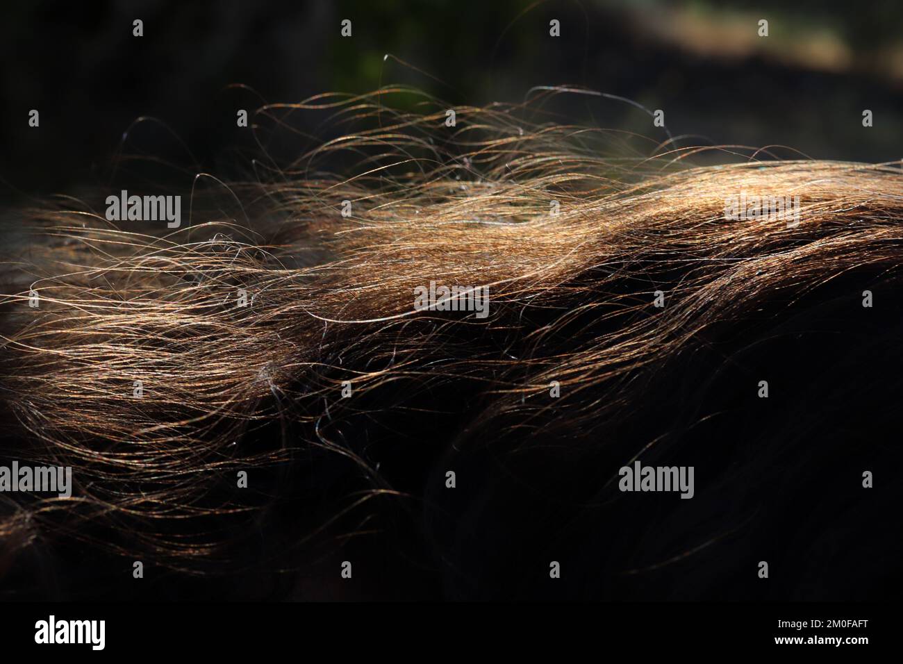 Blond strands hi-res stock photography and images - Alamy