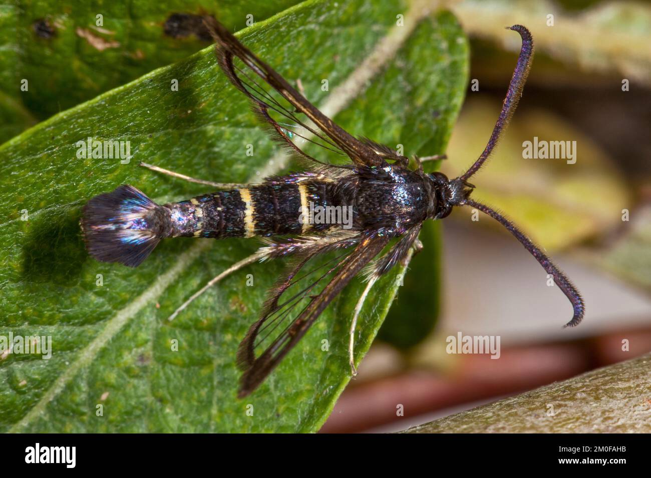 Clearwing butterflies hi-res stock photography and images - Alamy