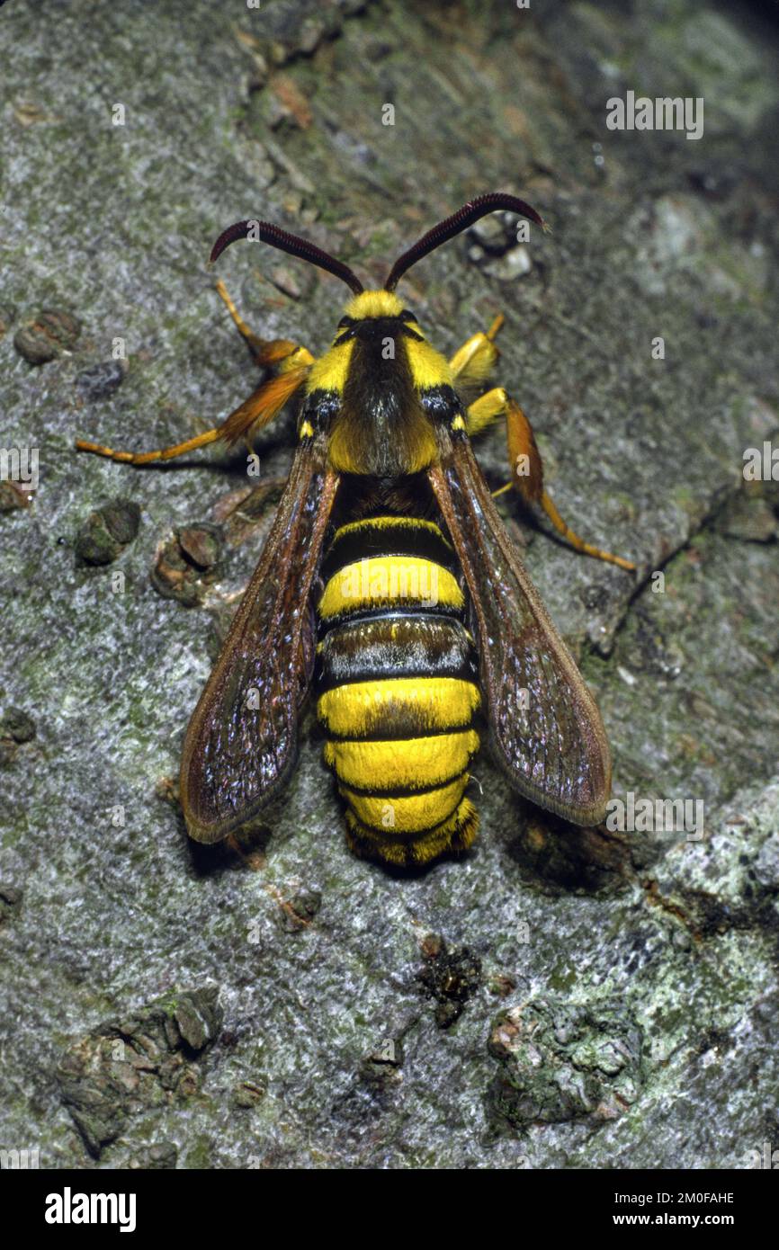 Poplar hornet clearwing, Hornet moth (Aegeria apiformis, Sesia ...