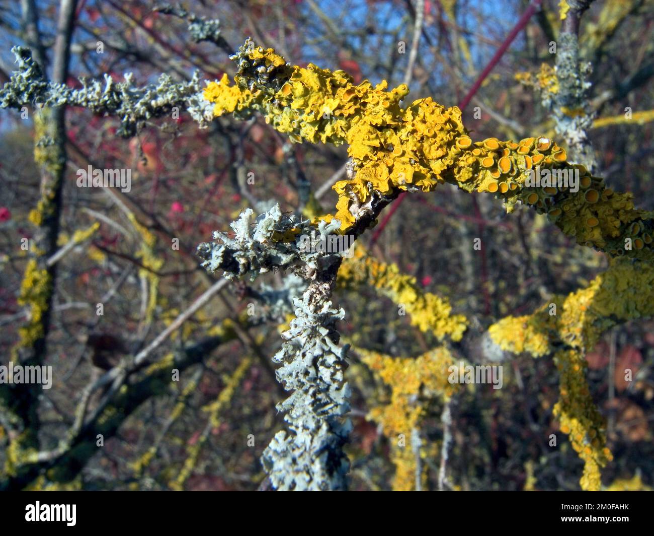 Common orange lichen, Yellow scale, Maritime sunburst lichen, Shore ...