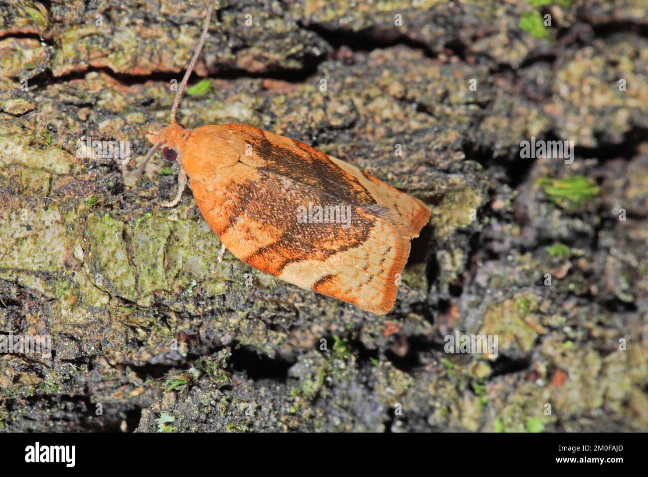 Fruit tree tortrix hi-res stock photography and images - Alamy