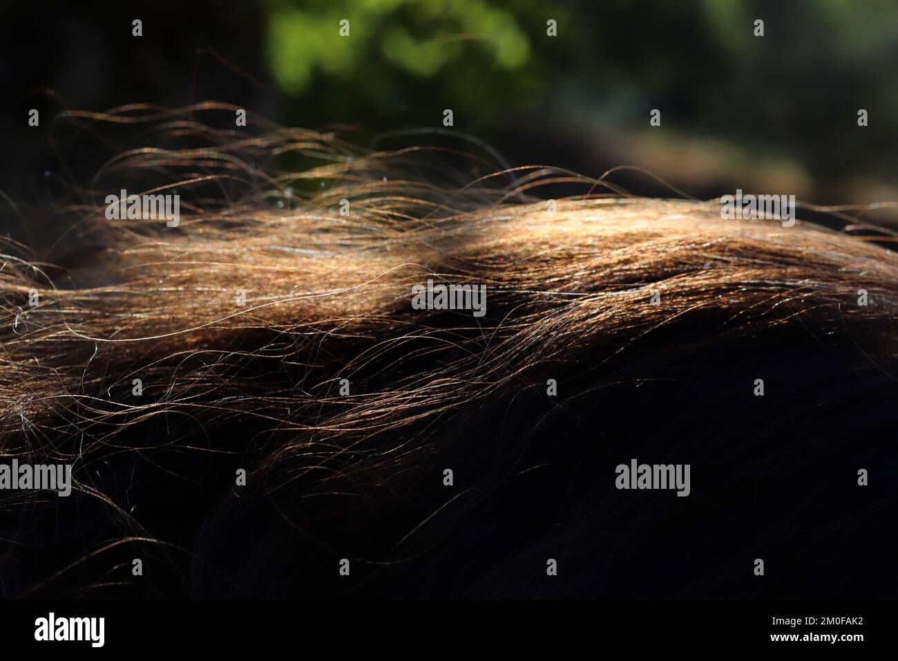 Blond strands hi-res stock photography and images - Alamy