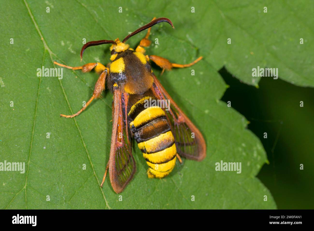 Poplar hornet clearwing, Hornet moth (Aegeria apiformis, Sesia ...