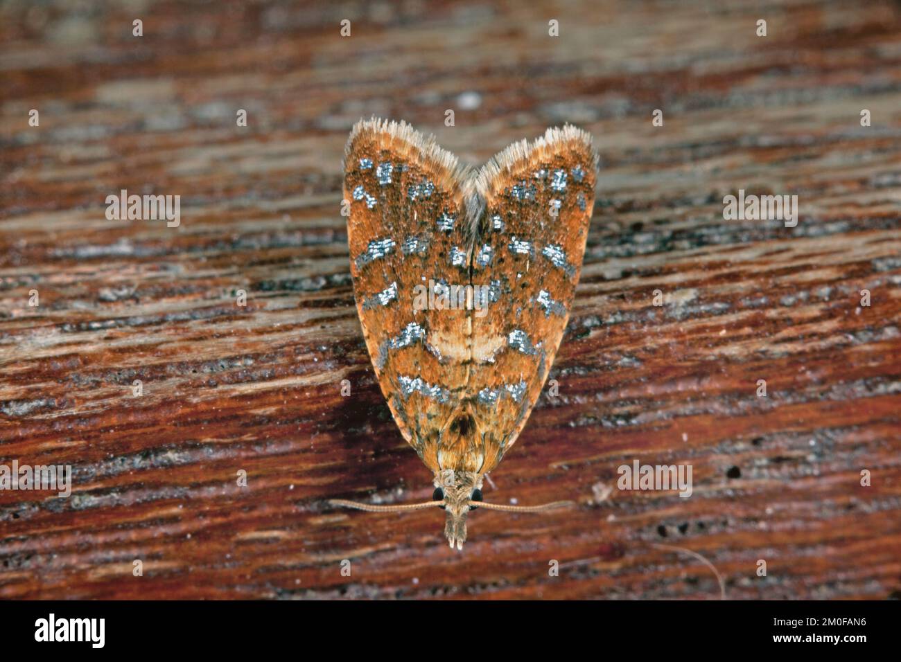 Tortrix moth (Pseudargyrotoza conwagana), sits on wood, Germany Stock ...