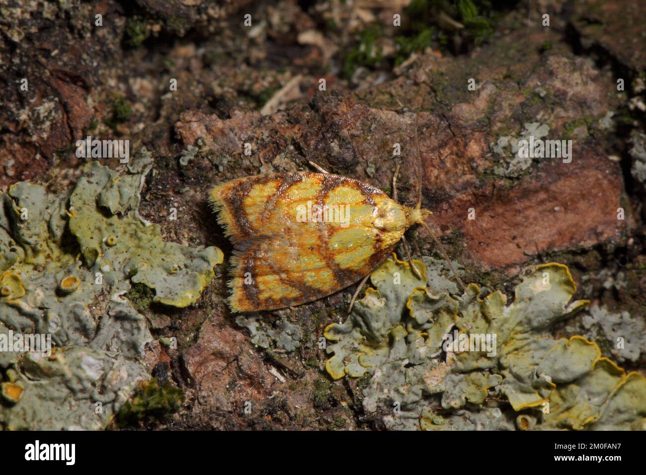 Wickler (Acleris bergmanniana) (Acleris bergmanniana), sits on bark ...