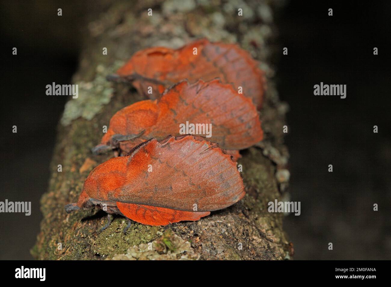 lappet (Gastropacha quercifolia, Phalaena quercifolia), three lappets ...