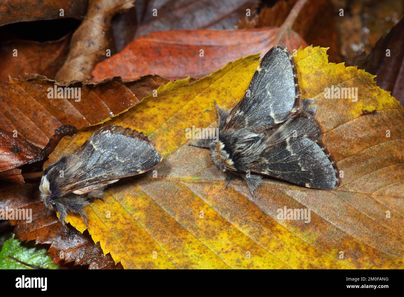 Lepidoptera moth moths hi-res stock photography and images - Alamy