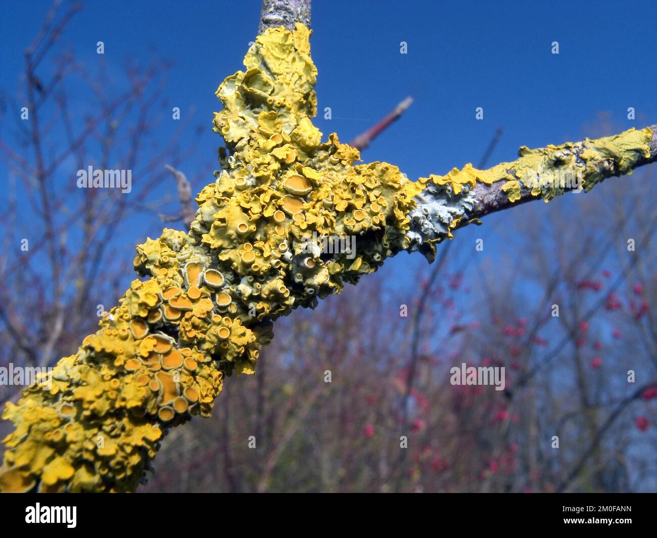 Common orange lichen, Yellow scale, Maritime sunburst lichen, Shore ...
