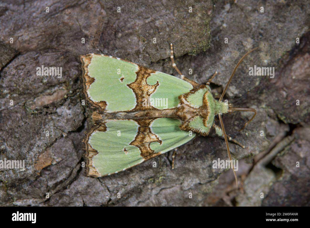 noctuid moth (Staurophora celsia), on bark, Germany Stock Photo - Alamy