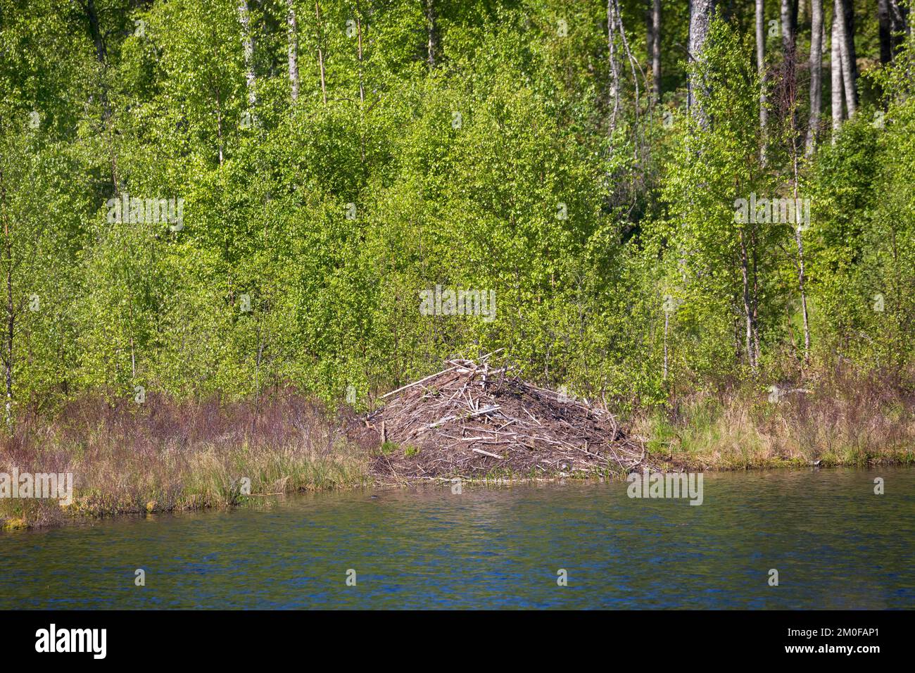 Eurasian beaver, European beaver (Castor fiber), beaver lodge at a pond ...