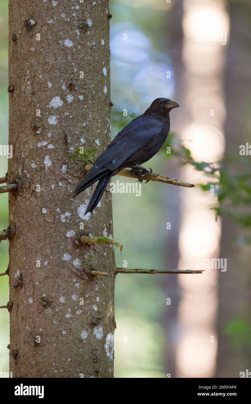 Carrion crow (Corvus corone, Corvus corone corone), perching on a ...