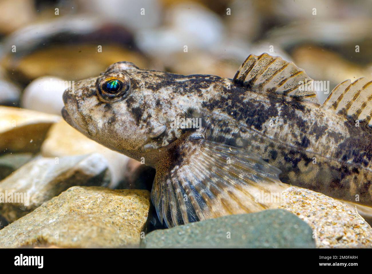 Miller's thumb, bullhead (Cottus gobio), portrait, Germany Stock Photo ...