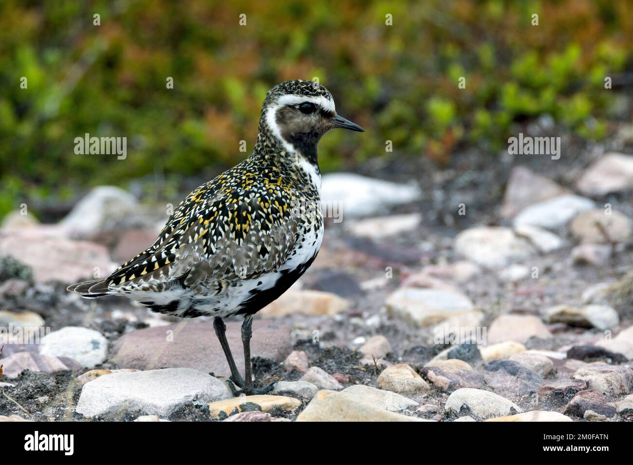 European golden plover (Pluvialis apricaria), perching on stony ground ...