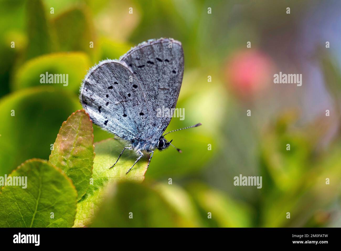 Holly Blue, Holly-Blue (Celastrina argiolus, Celestrina argiolus ...