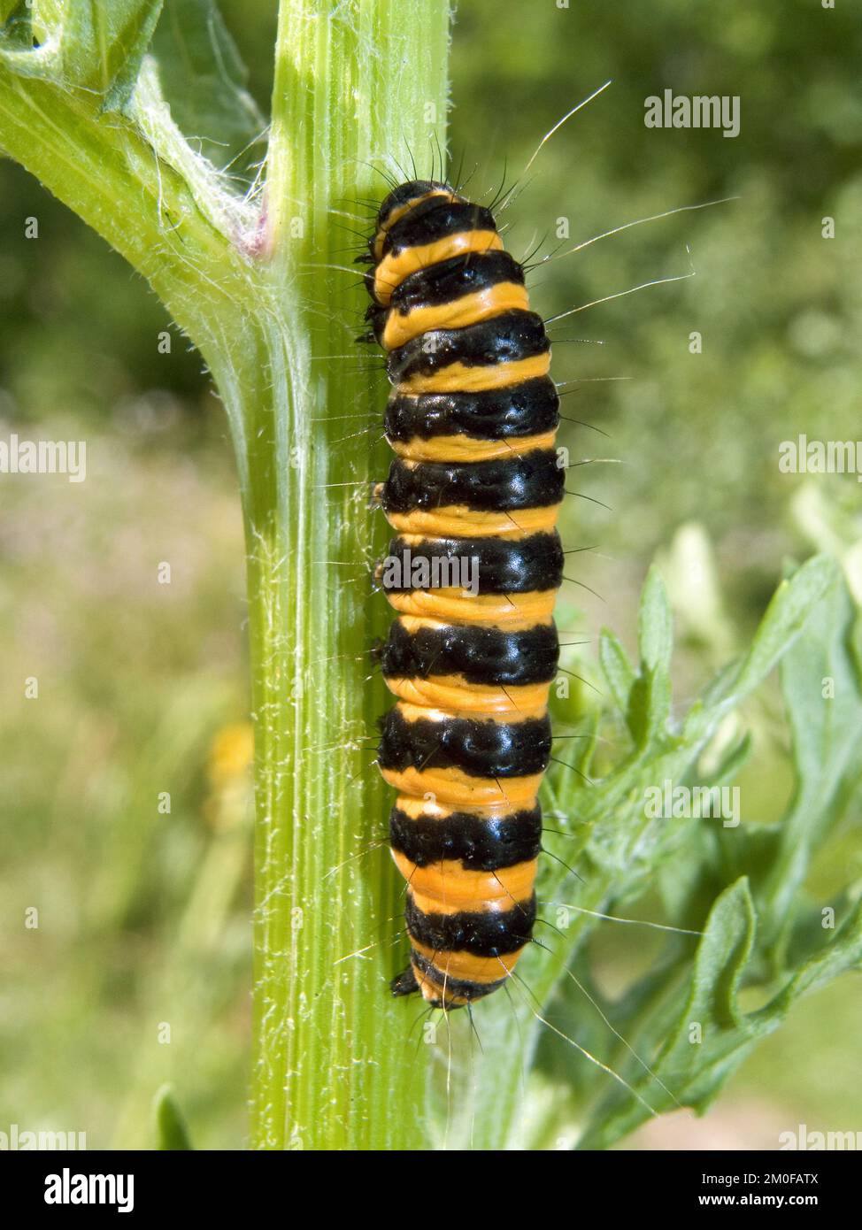 Cinnabar moth (Tyria jacobaeae, Thyria jacobaeae, Hipocrita jacobaeae ...