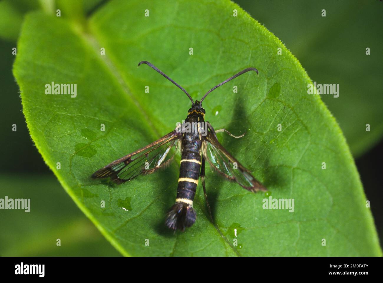 currant clearwing moth, currant borer (Synanthedon tipuliformis ...