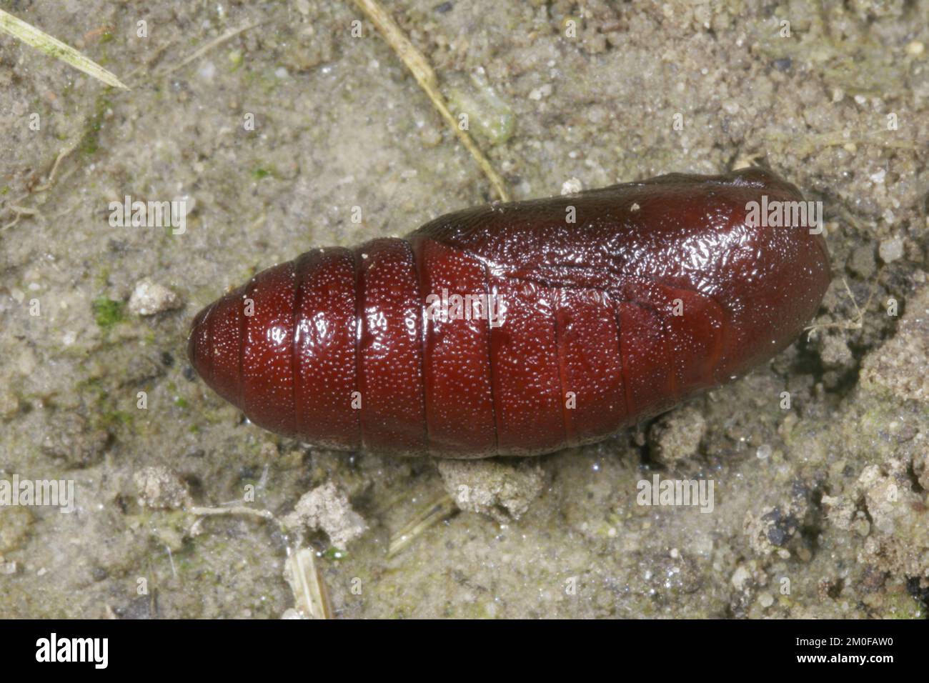 Cinnabar moth (Tyria jacobaeae, Thyria jacobaeae, Hipocrita jacobaeae ...