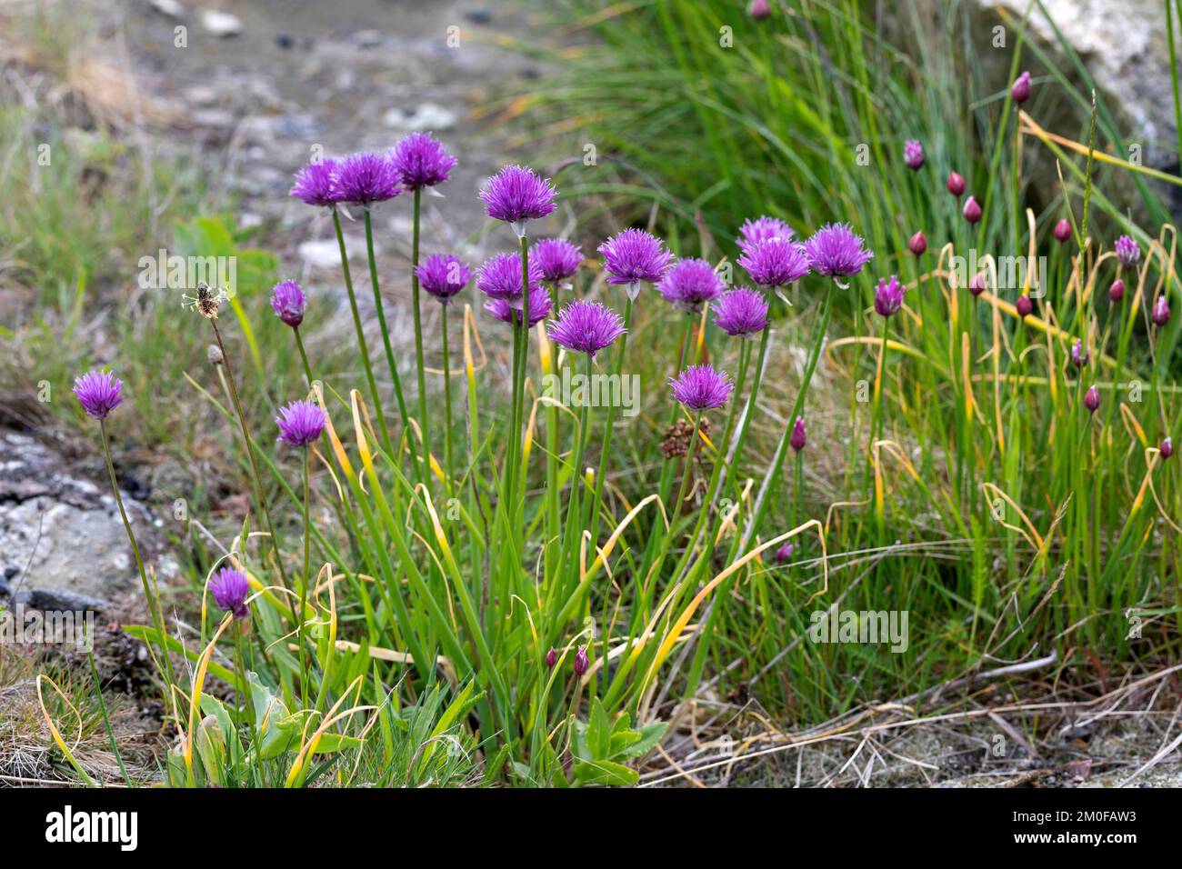 chives, sand leek (Allium schoenoprasum), blooming, wild form, Sweden ...