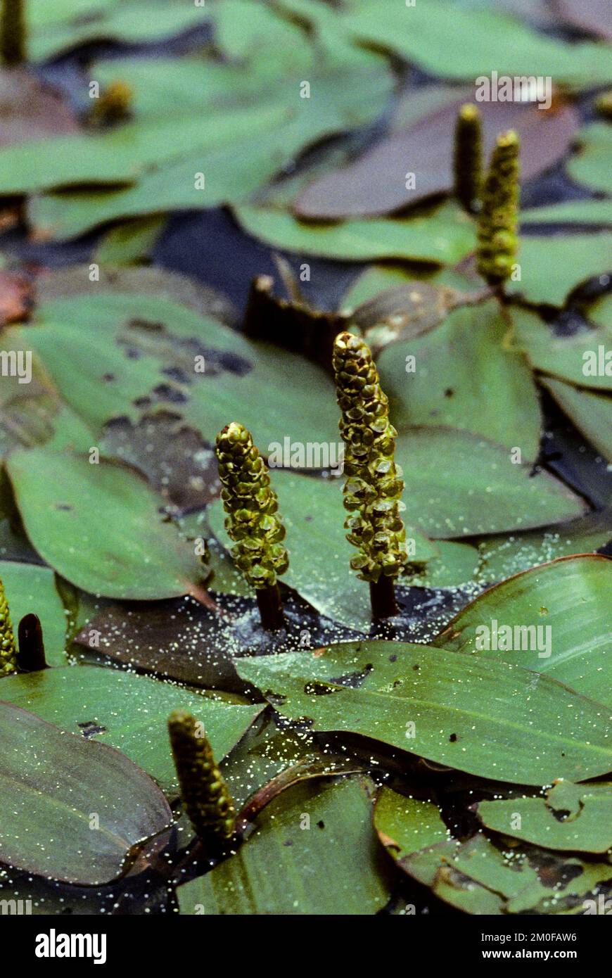 broad-leaved pondweed, floatingleaf pondweed (Potamogeton natans ...