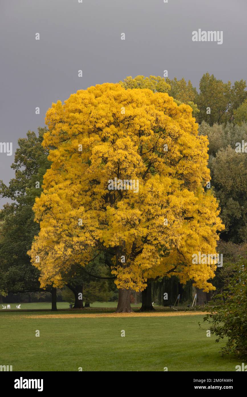 common ash, European ash (Fraxinus excelsior), European Ash in autumn ...