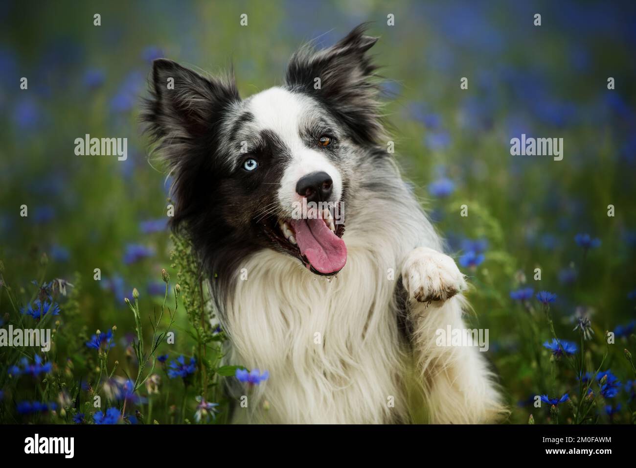 Adult border collie sitting in a corn flower field and looking to ...