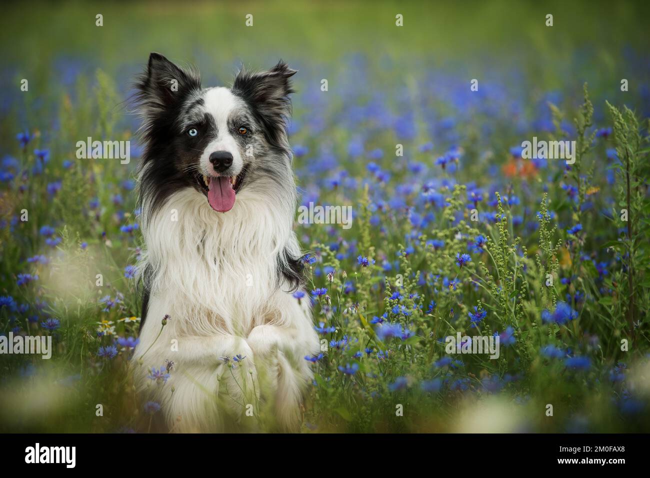 Adult border collie sitting in a corn flower field and looking to ...
