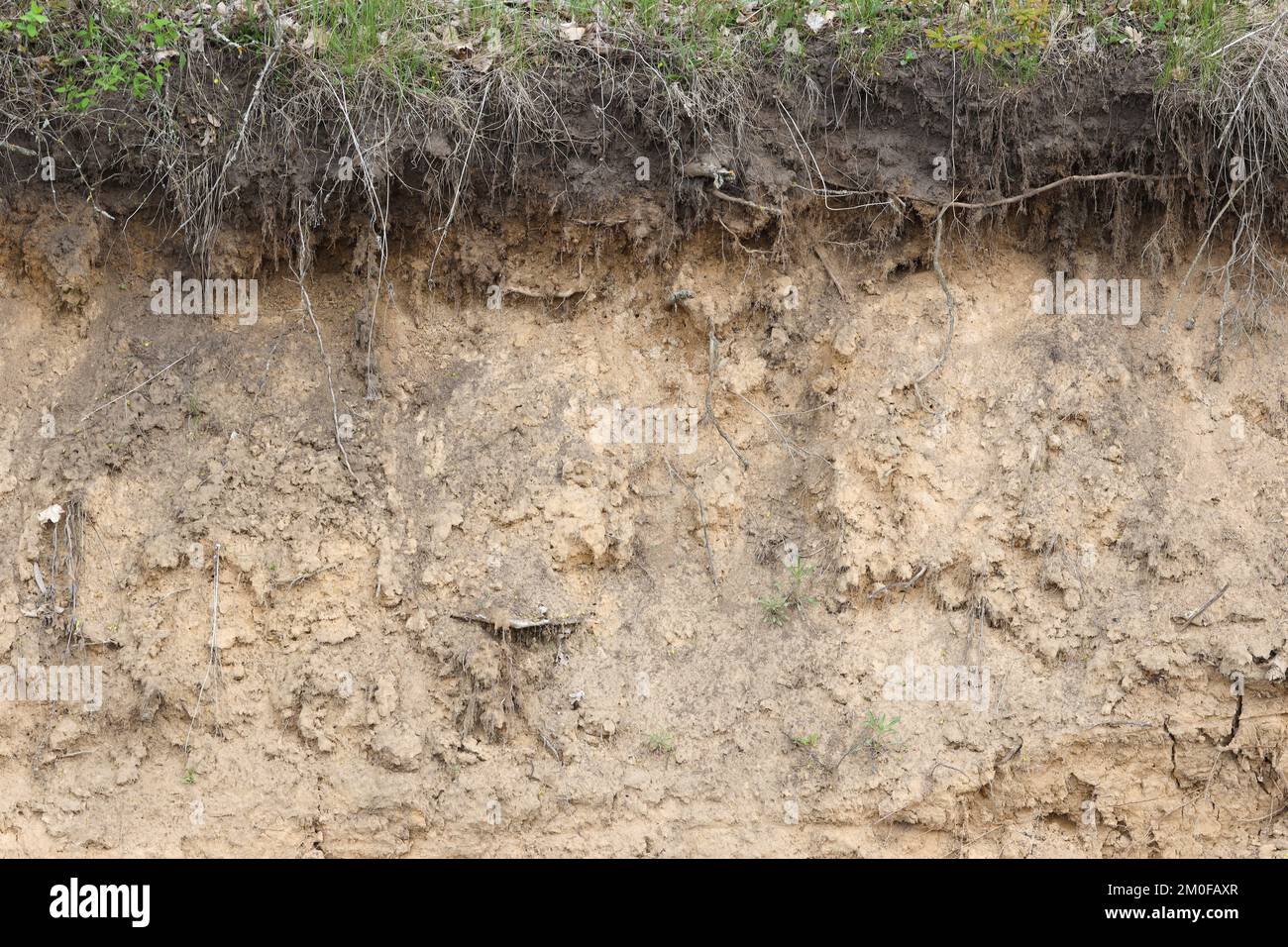 Abrupt bank of a river showing layers of plants, soil, sand, clay and ...