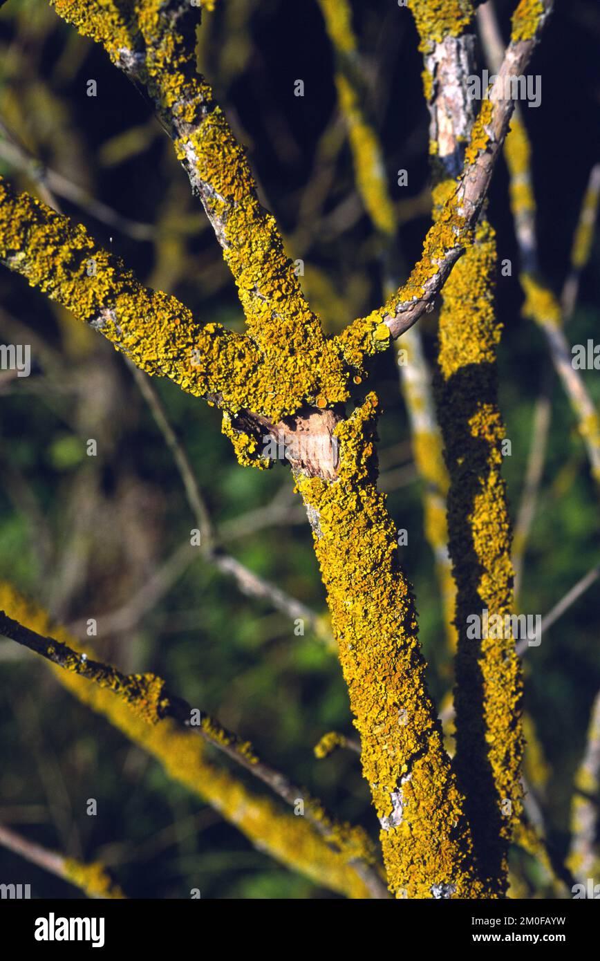 Covered with scale hi-res stock photography and images - Alamy