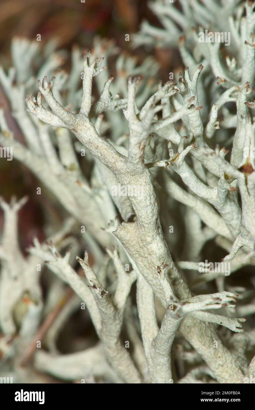 Reindeer lichen, Reindeer Moss (Cladonia rangiferina), macro shot ...