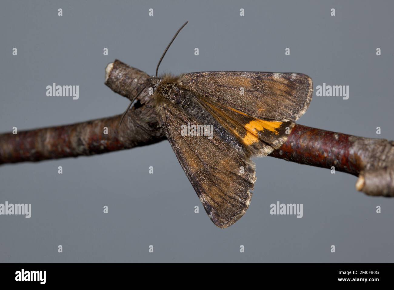 Orange underwing moth (Archiearis parthenias, Brephos parthenias), sits ...