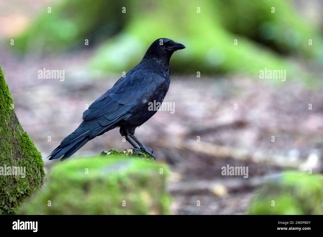 Carrion crow (Corvus corone, Corvus corone corone), perching on a mossy ...