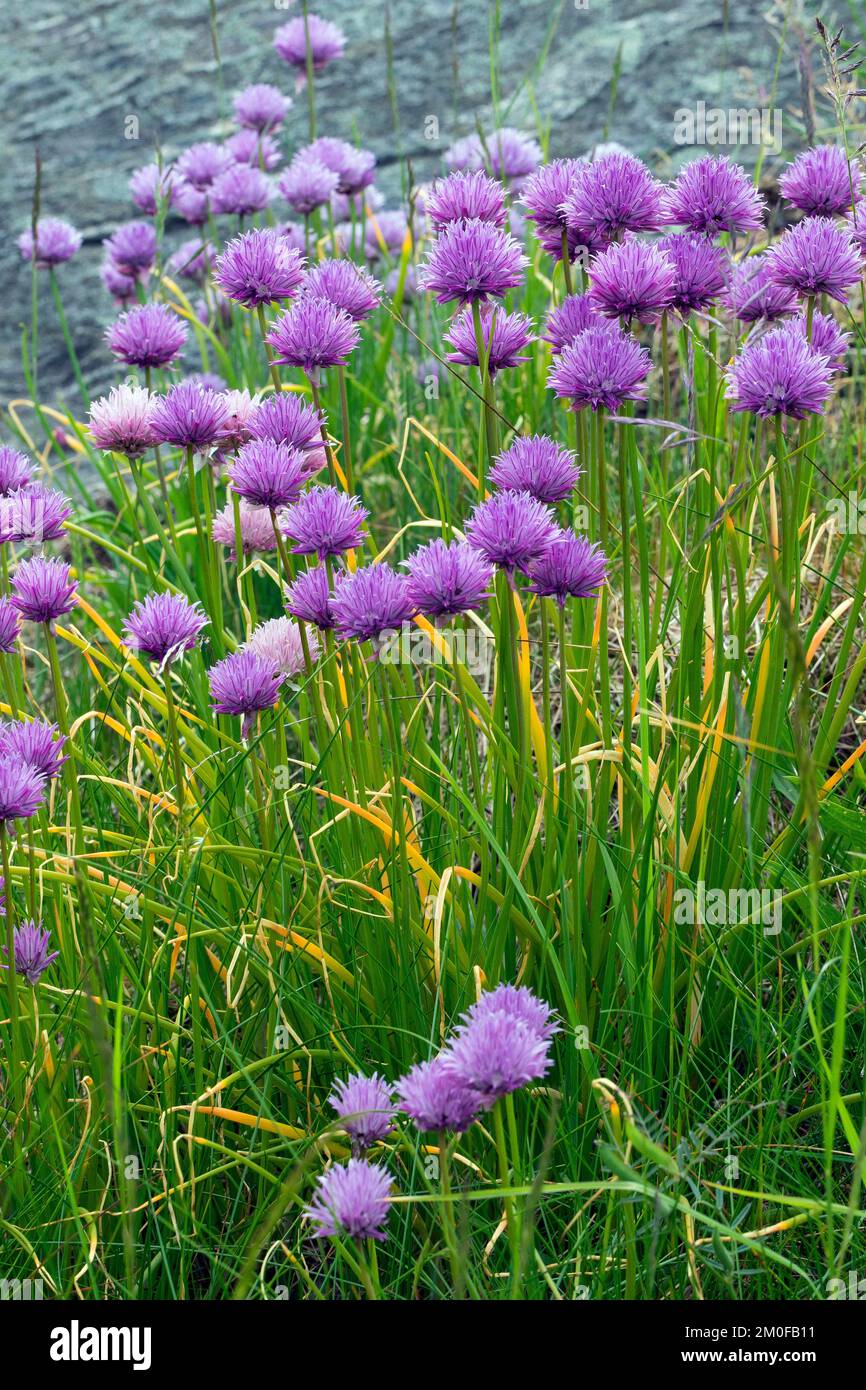 chives, sand leek (Allium schoenoprasum), blooming, wild form, Sweden ...