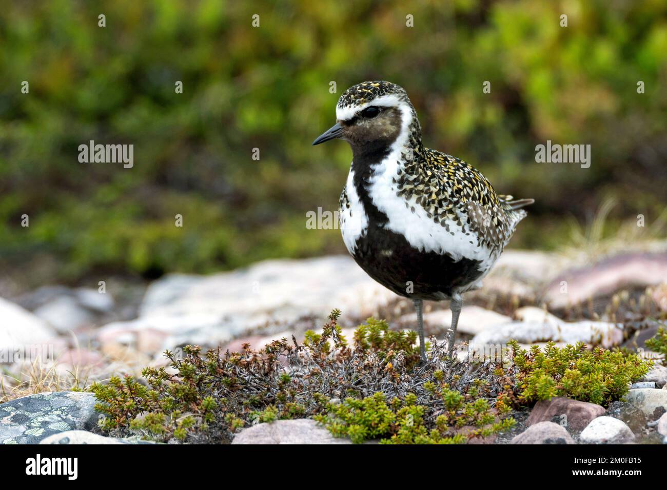 European golden plover (Pluvialis apricaria), perching on stony ground ...
