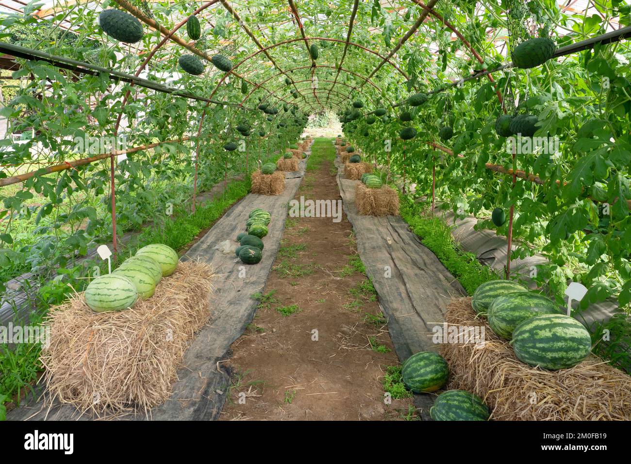 Watermelon in Agricultural circle greenhouse farm Stock Photo - Alamy