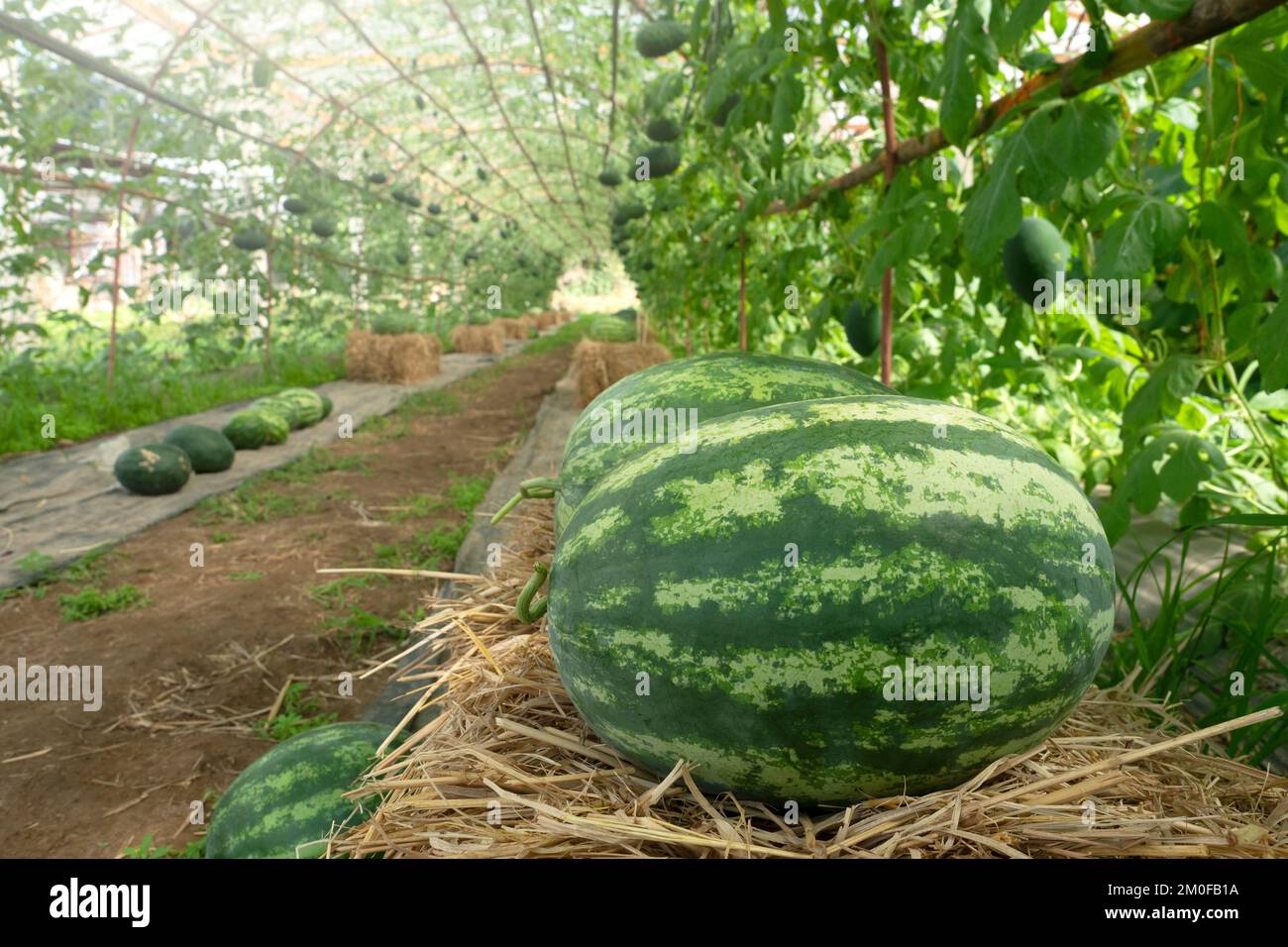 Watermelon in Agricultural circle greenhouse farm Stock Photo - Alamy
