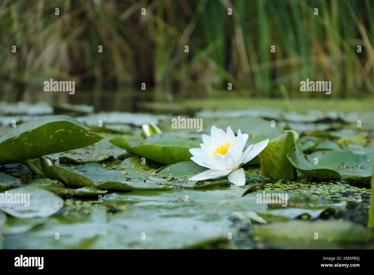 White lotus lily flower with yellow pollen and green round leaves on ...