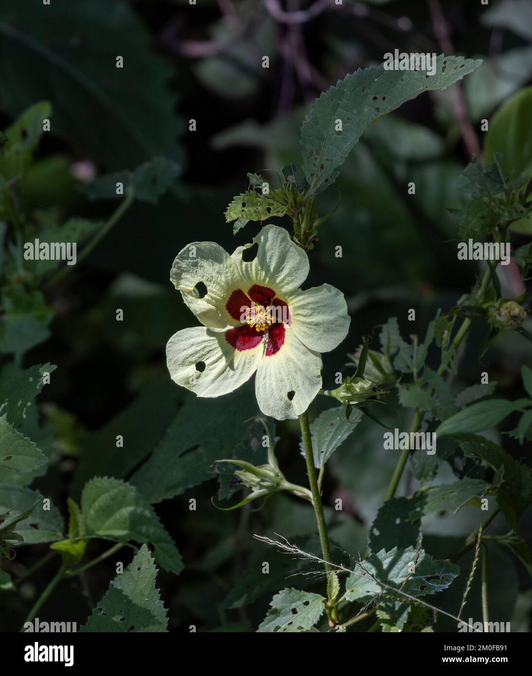The Wild Stockrose is a large erect and showy flower that tends to grow ...