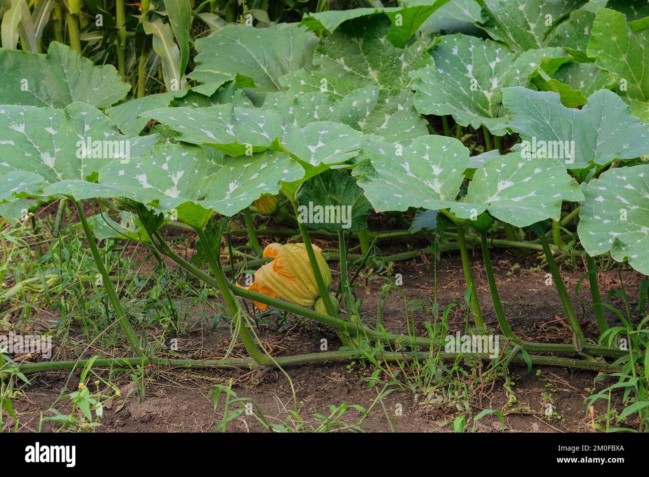 Pumpkin grown in a rustic farm garden. Green leaf in farming and ...