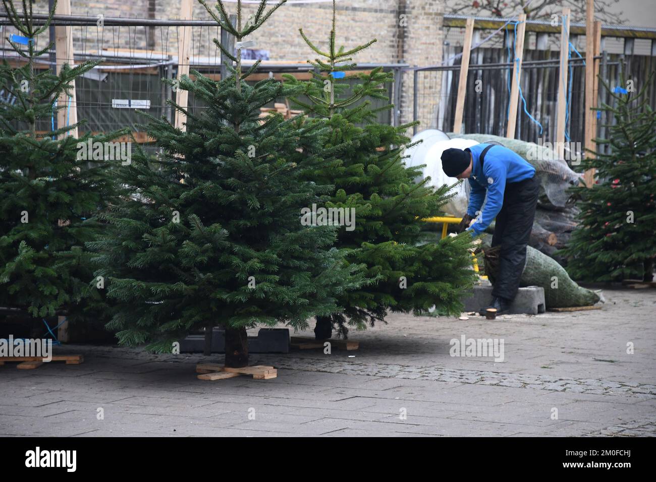 Copenhagen/Denmark/06 December 2022/ Tree vendor sells christmas trees ...