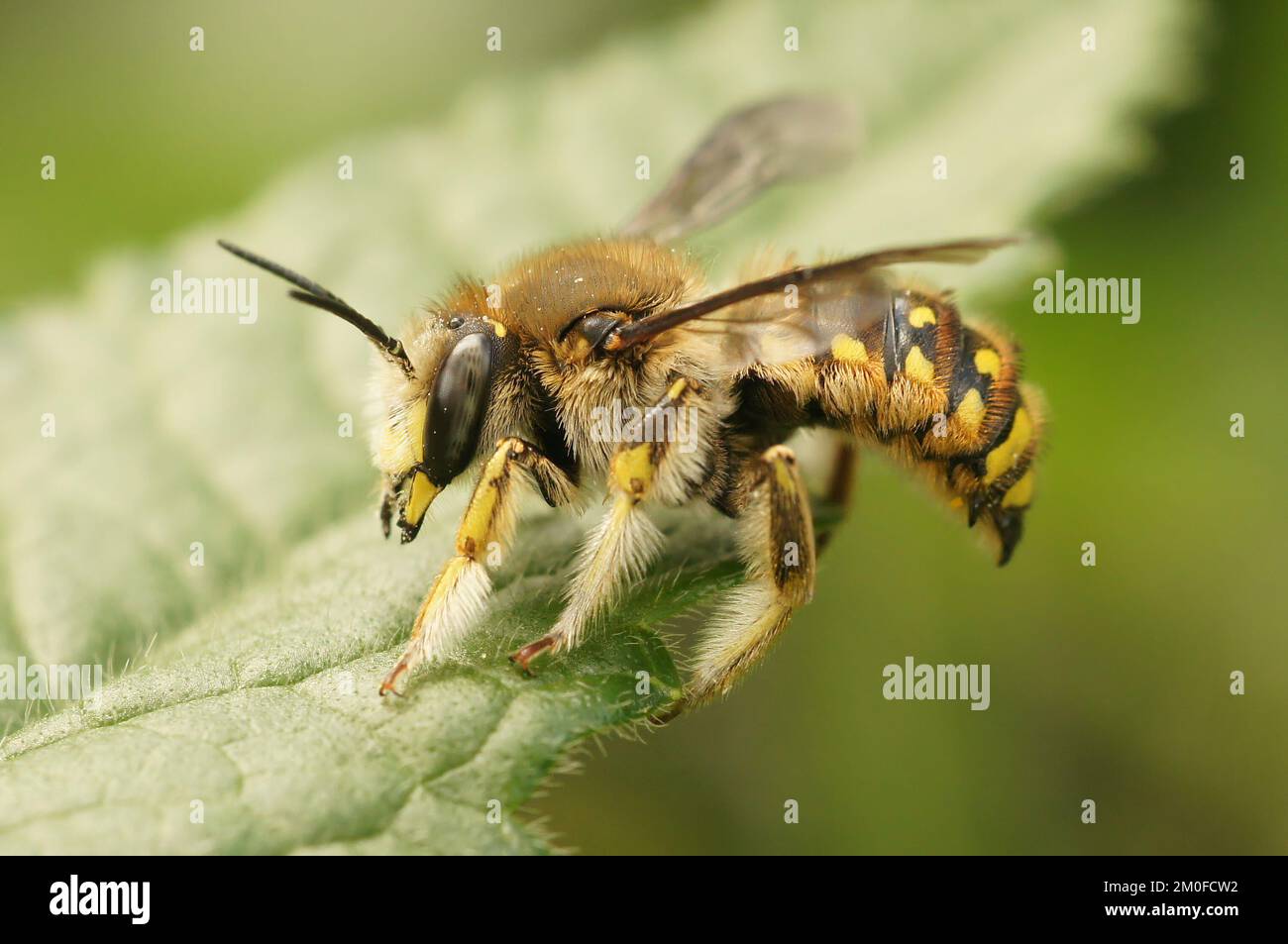 Natural closeup on the colorful yellow striped European woolcarder ...