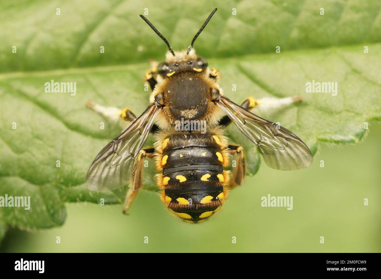 Natural dorsal closeup on the colorful yellow striped European ...