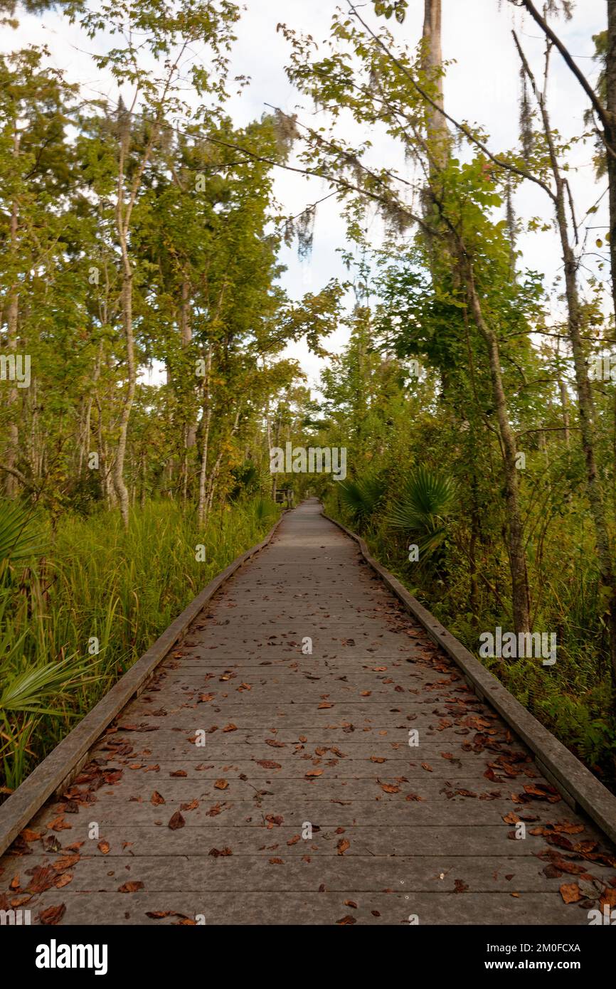 Bayou Coquille Trail Morning Boardwalks Stock Photo - Alamy