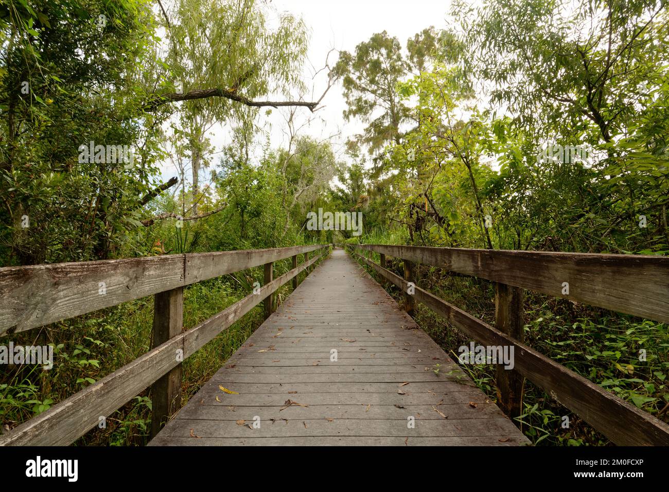 Bayou Coquille Trail Morning Boardwalks Stock Photo - Alamy